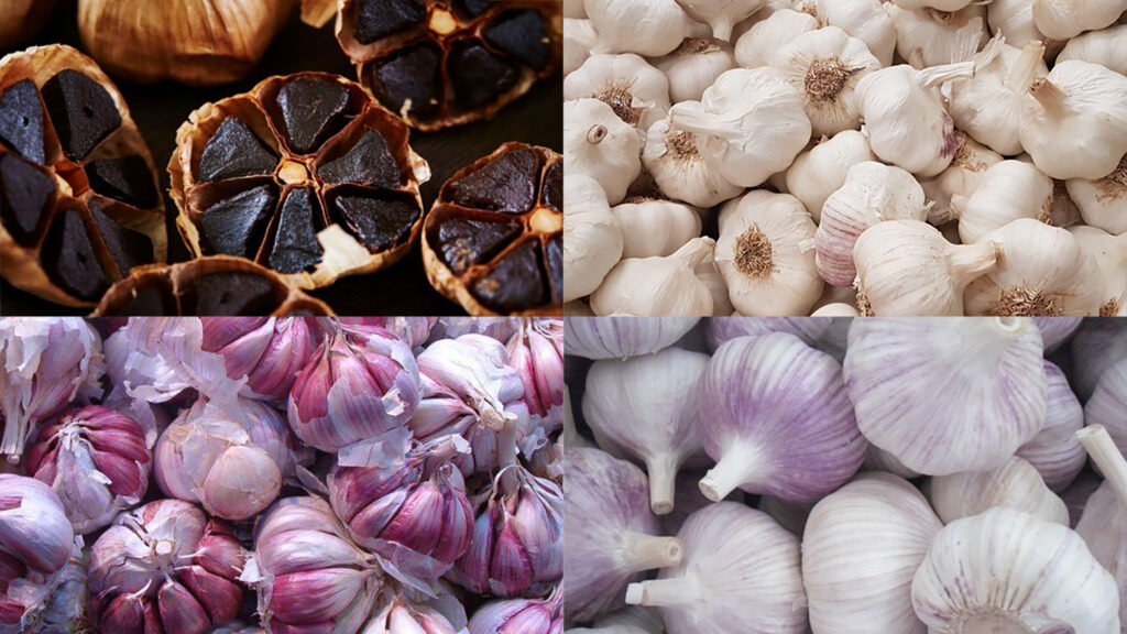 Clasificación del Ajo - HerbalMarpy