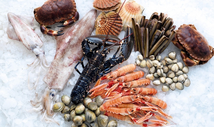 Beneficios del Marisco - HerbalMarpy